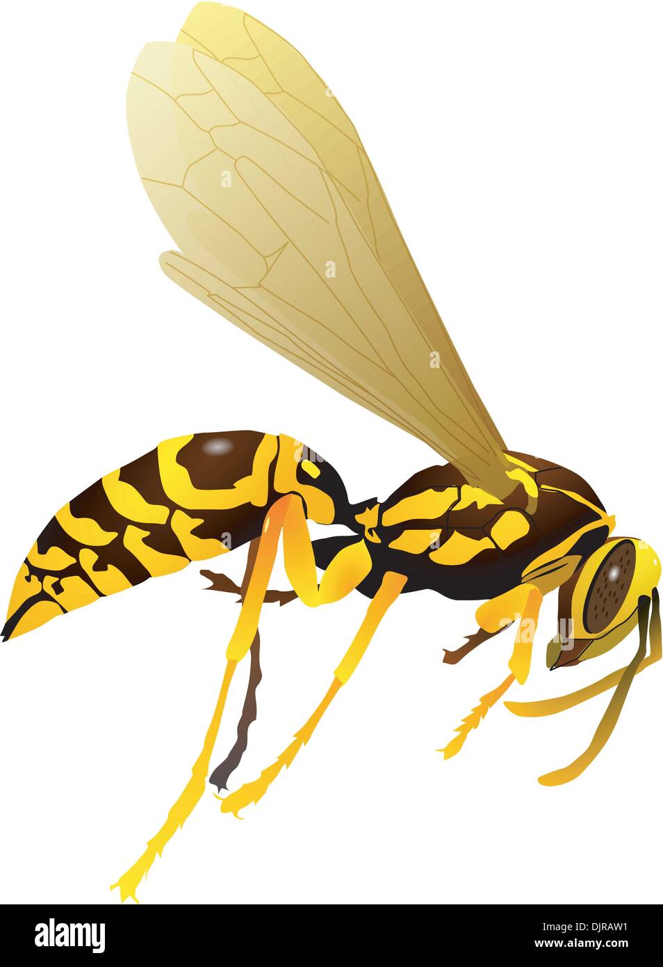 Vector drawing of wasp Stock Vector Image & Art - Alamy