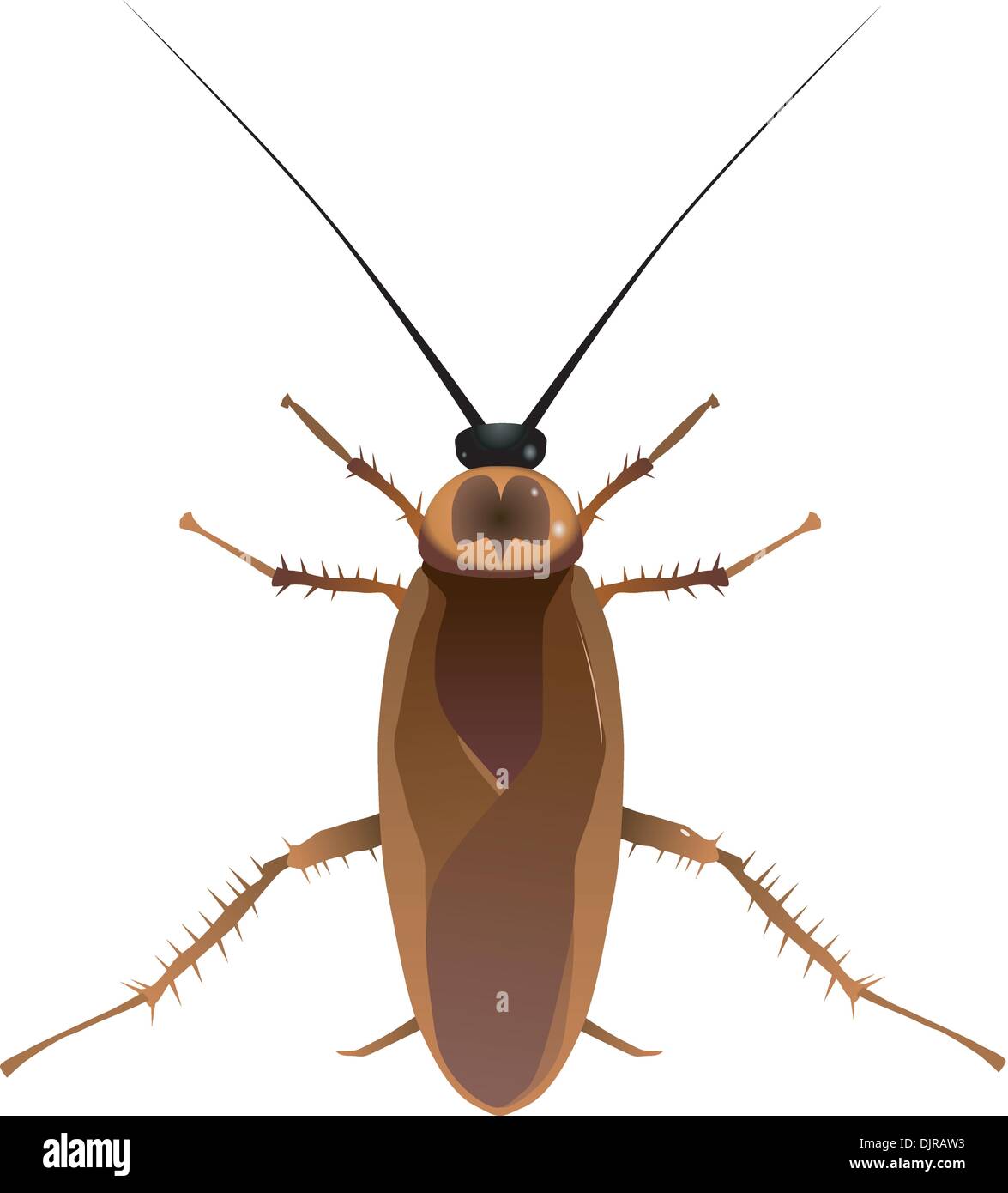 Cockroach vector hi-res stock photography and images - Alamy