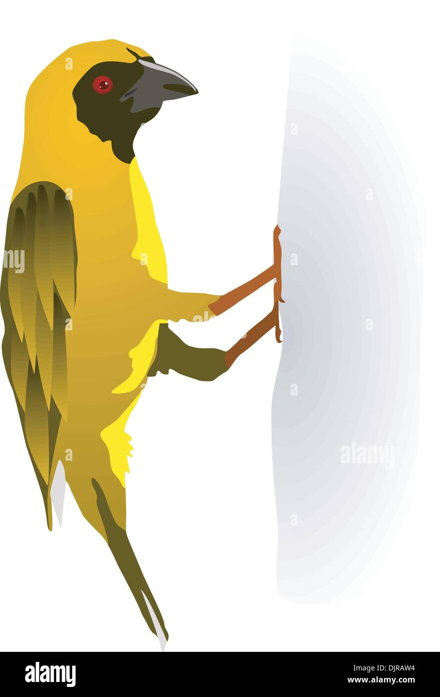 Vector illustration of a yellow bird Stock Vector Image & Art - Alamy