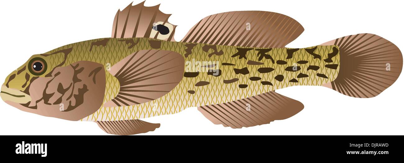 Goby Stock Vector Images - Alamy