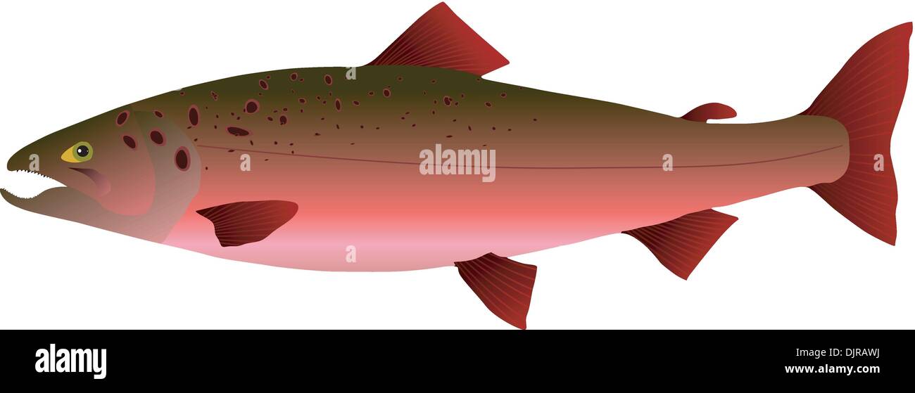 Atlantic salmon vector vectors hi-res stock photography and images - Alamy