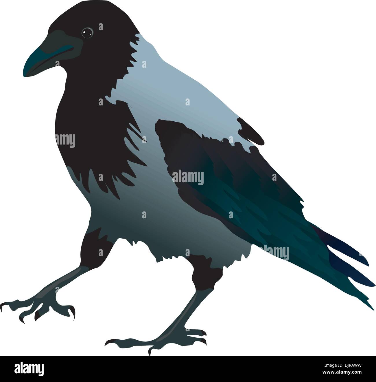 Vector illustration of raven with a raised paw Stock Vector Image & Art ...