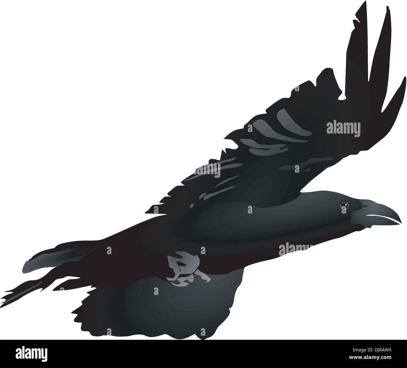 Vector image of a flying crow Stock Vector Image & Art - Alamy