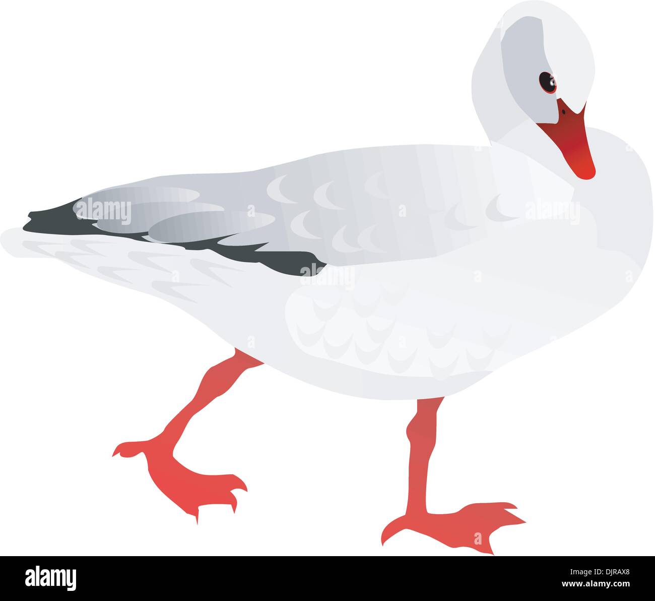 Vector drawing of white goose Stock Vector Image & Art - Alamy