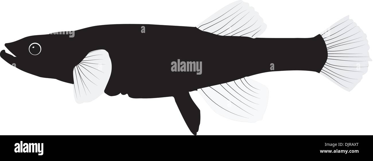 Vector image of dallia Stock Vector Image & Art - Alamy