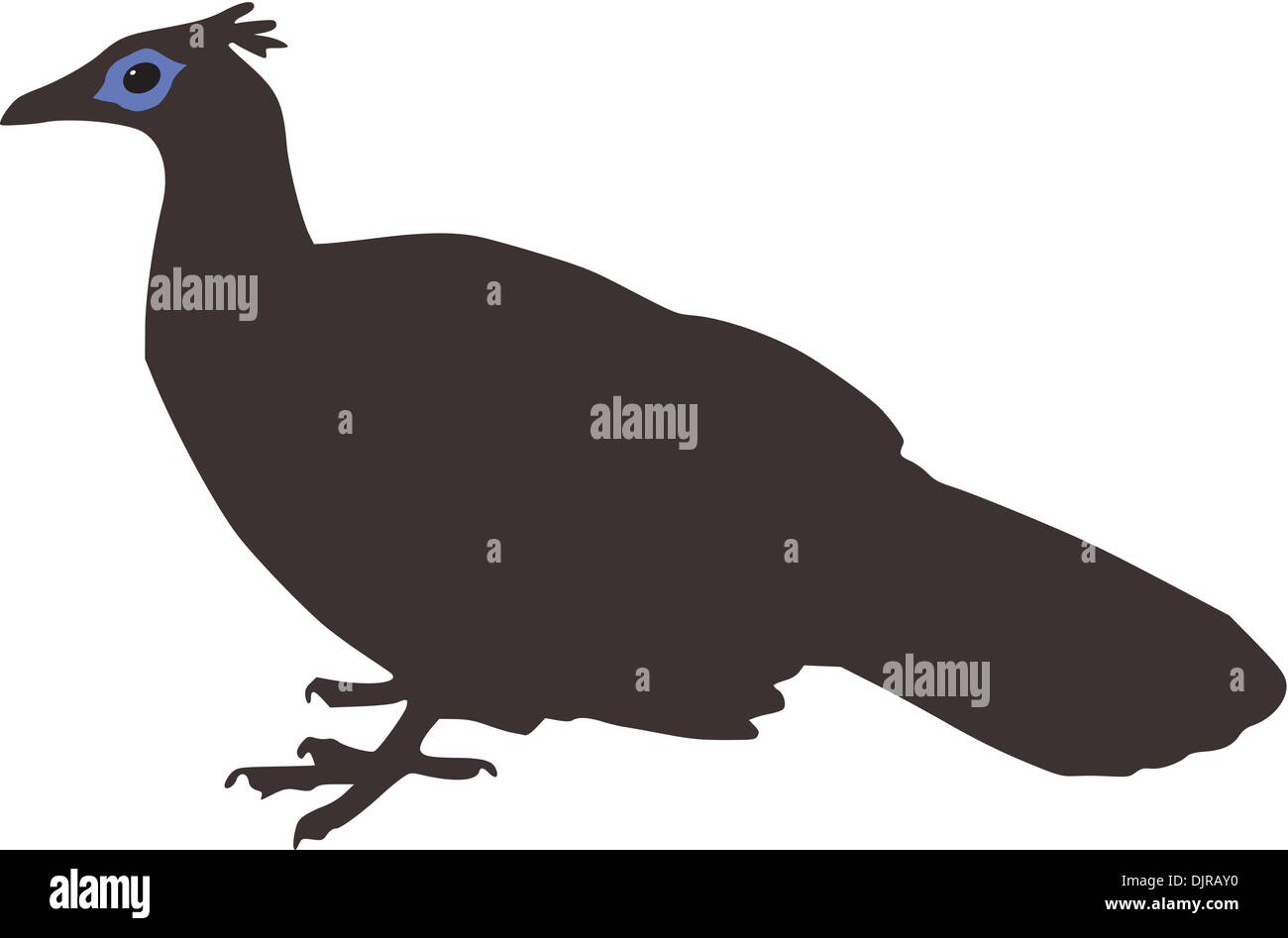 Vector image of Himalayan monal Stock Vector Image & Art - Alamy