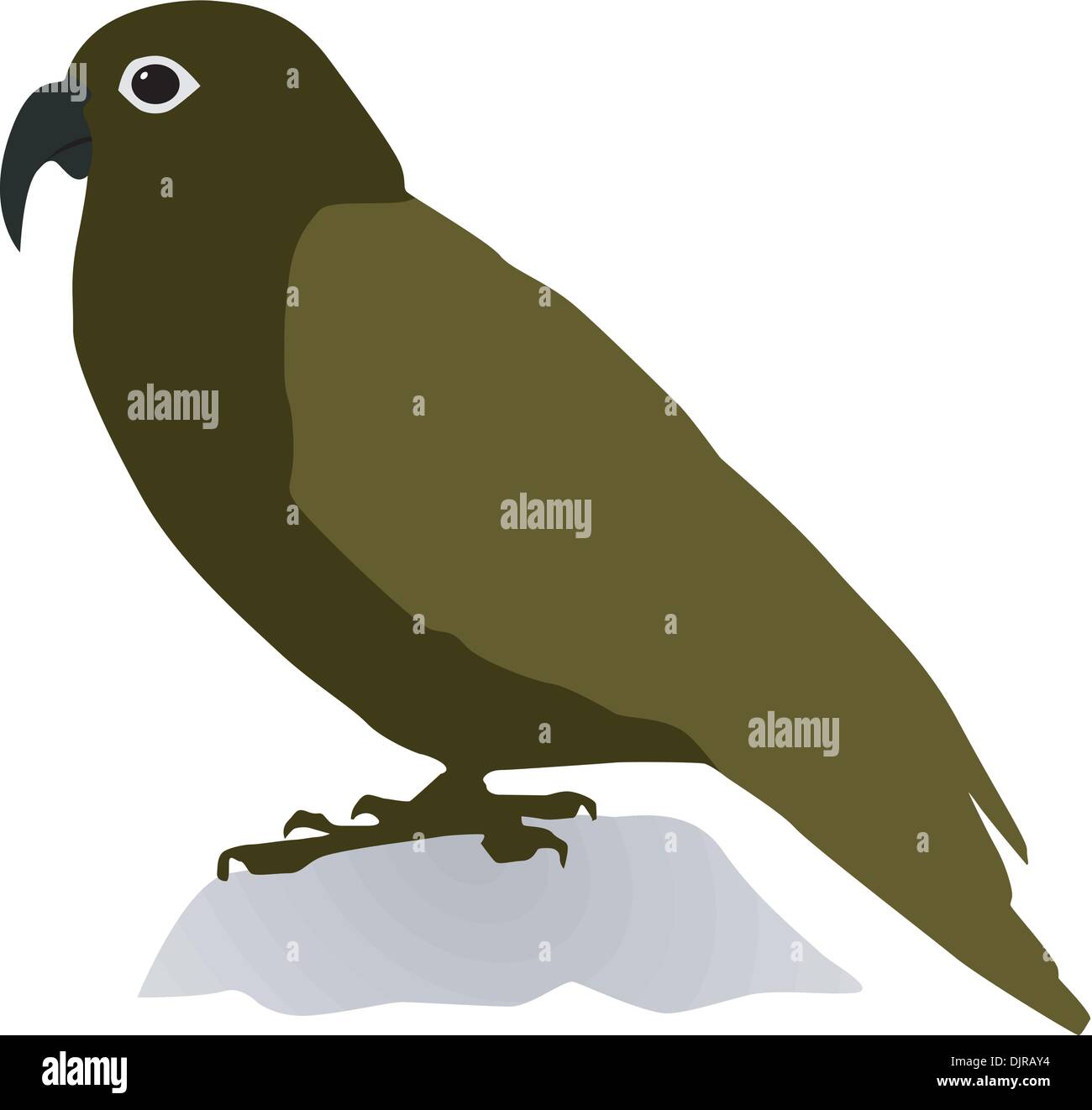 Kea wildlife bird Stock Vector Images - Alamy