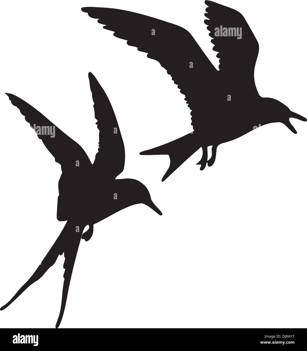 Flying tern drawing Stock Vector Images - Alamy
