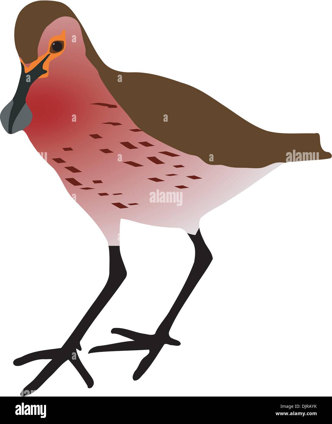 Sandpiper vector drawing on a white background Stock Vector Image & Art ...