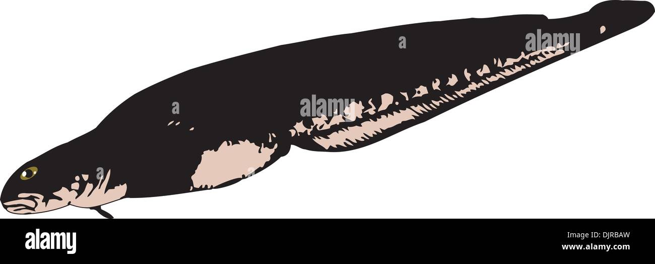 Eelpout fish hi-res stock photography and images - Alamy