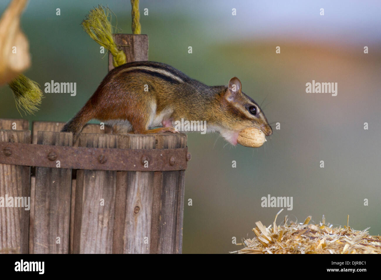 Peanut in chipmunk mouth hi-res stock photography and images - Alamy