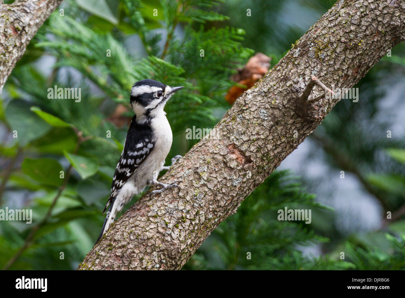 Picoides pubescens male suet hi-res stock photography and images - Alamy