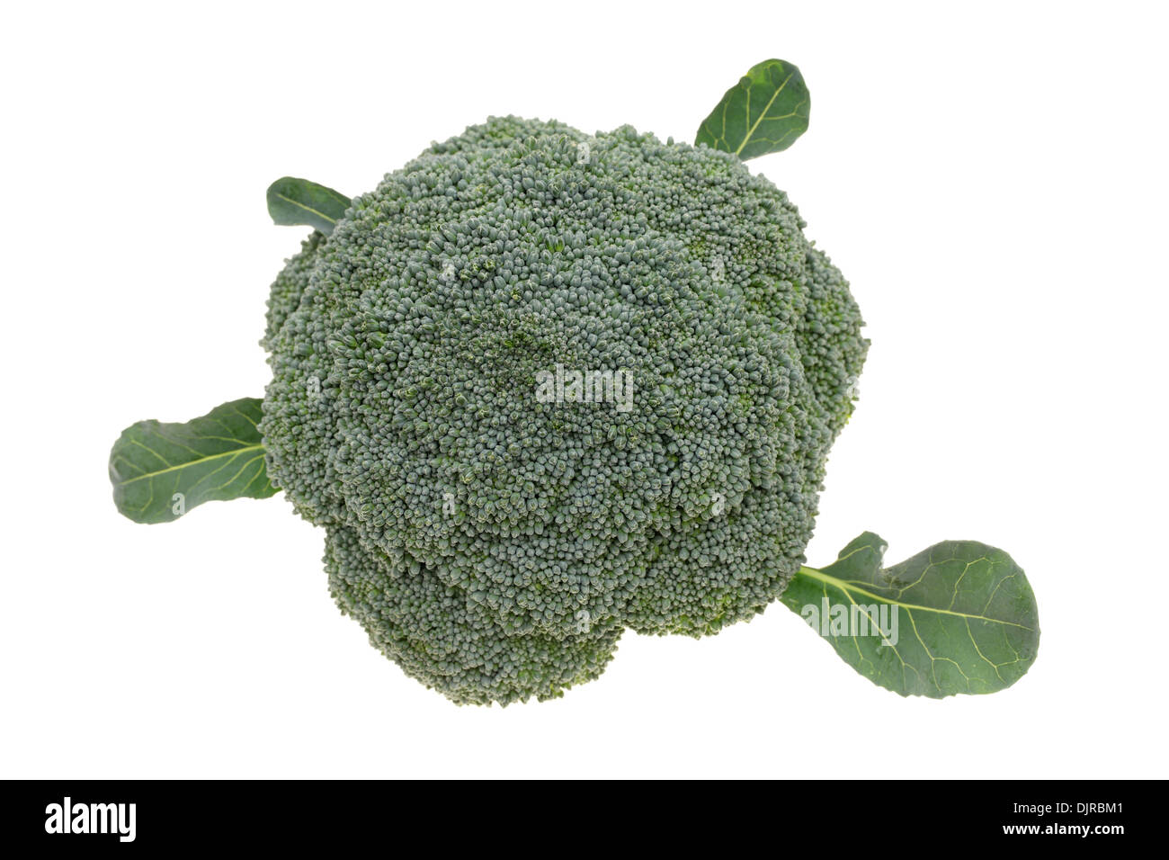 Broccoli plant Cut Out Stock Images & Pictures - Alamy