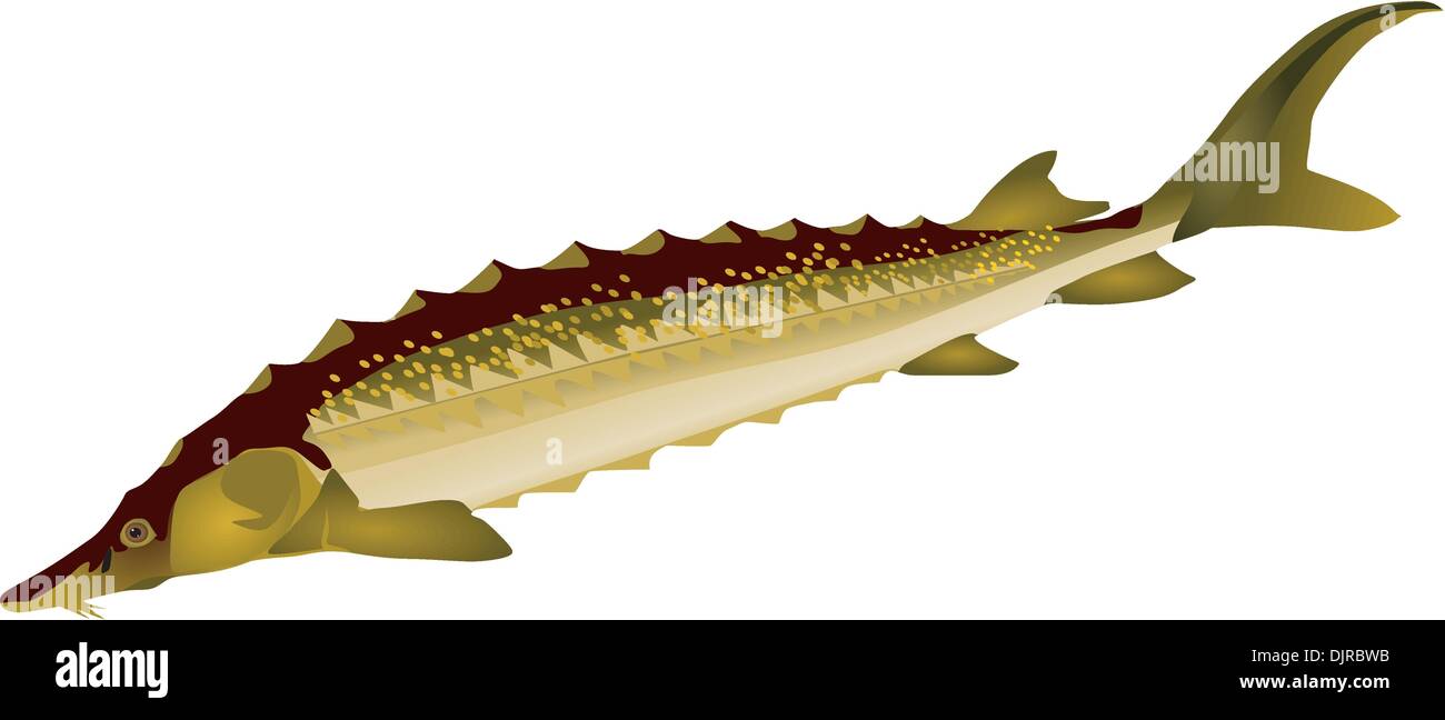 vector image of sturgeon Stock Vector Image & Art - Alamy