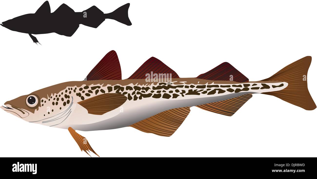 Walleye pollock hi-res stock photography and images - Alamy