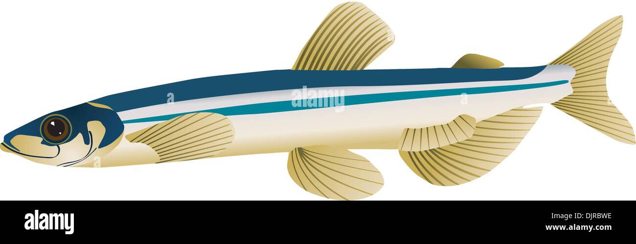 vector image of capelin Stock Vector Image & Art - Alamy