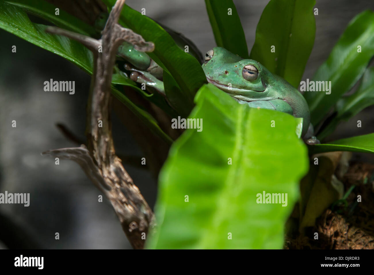 Dumpy frog hi-res stock photography and images - Alamy