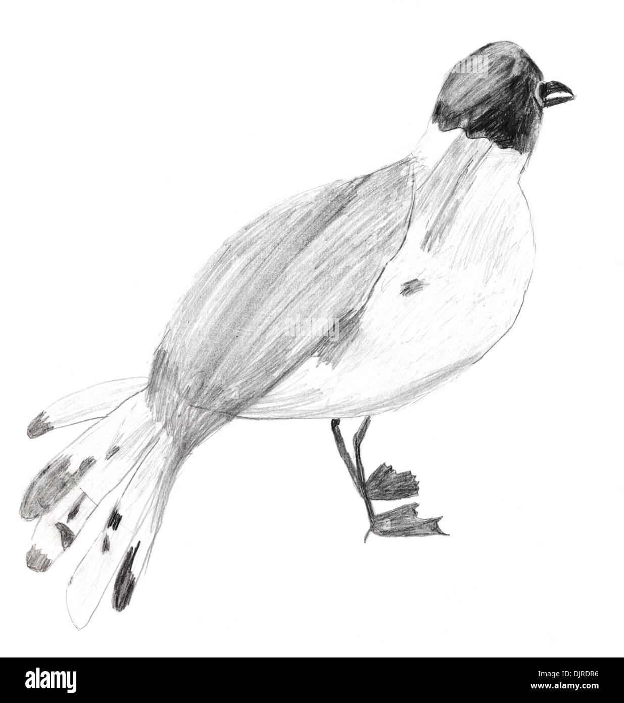 children drawing- sterna bird on white background Stock Photo - Alamy