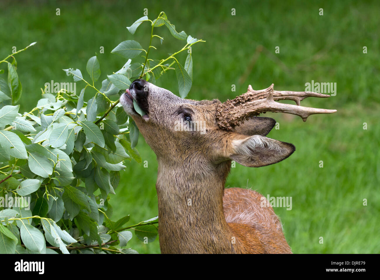 Roe Buck / Capreolus capreolus Stock Photo - Alamy