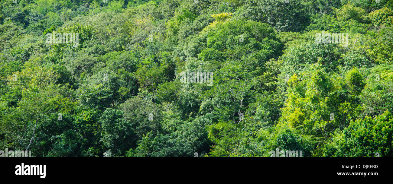 Rain Forest Background Stock Photo - Alamy