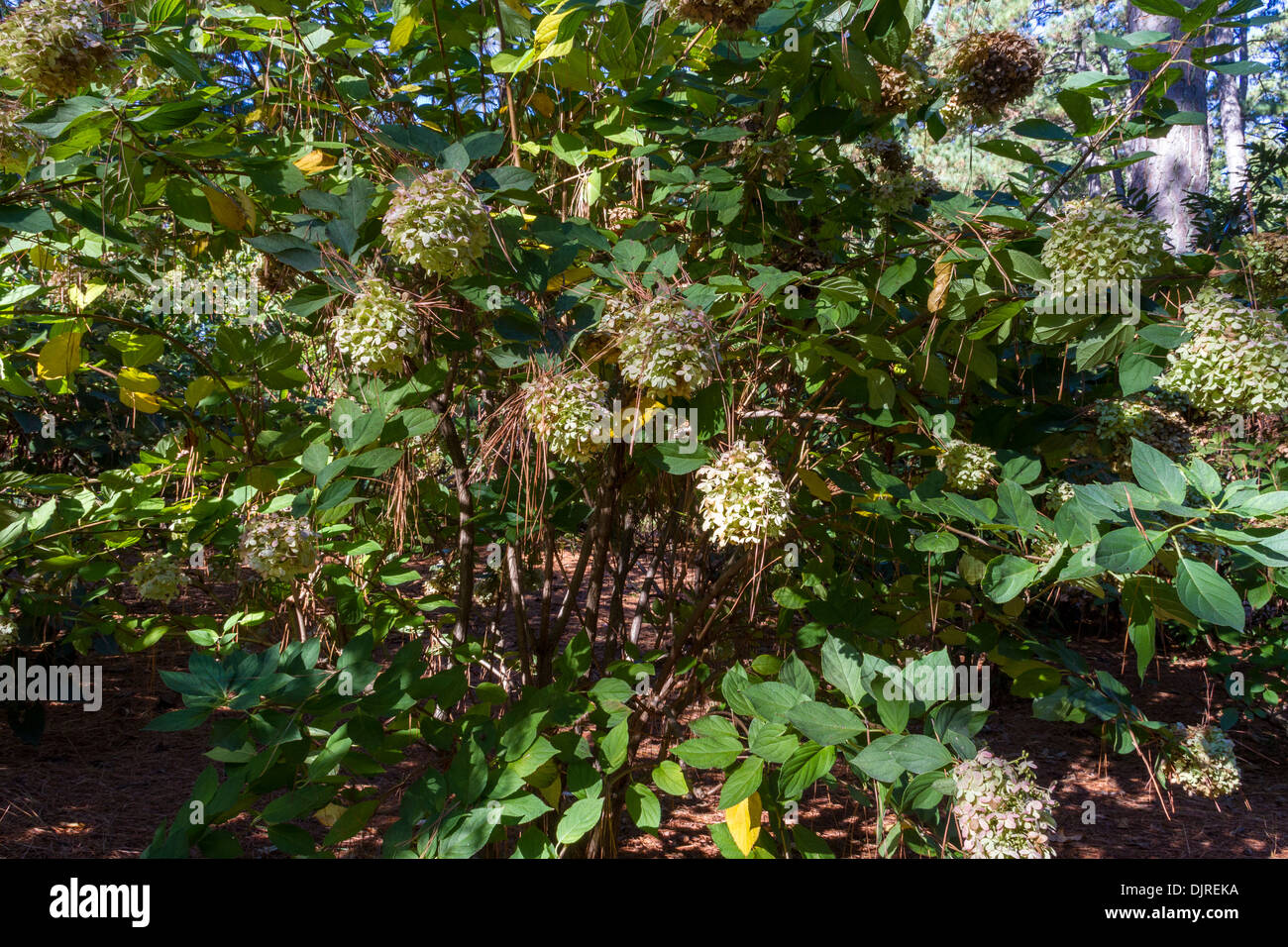 Hydrangea paniculata ZWUNENBURG at Norfolk Botanical Gardens in autumn ...