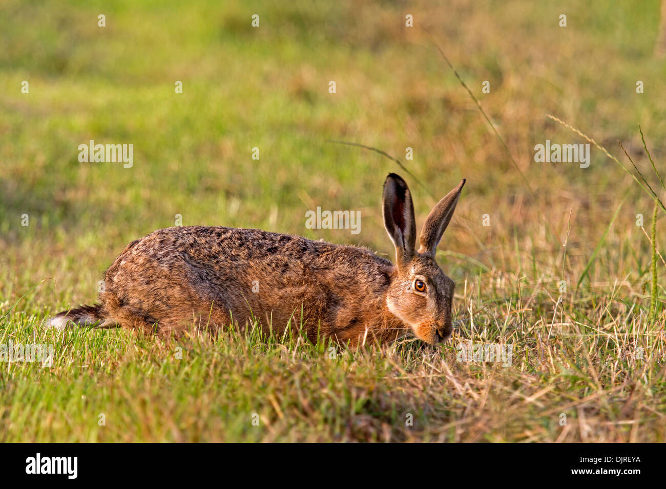 European Hare (Lepus europaeus Stock Photo - Alamy