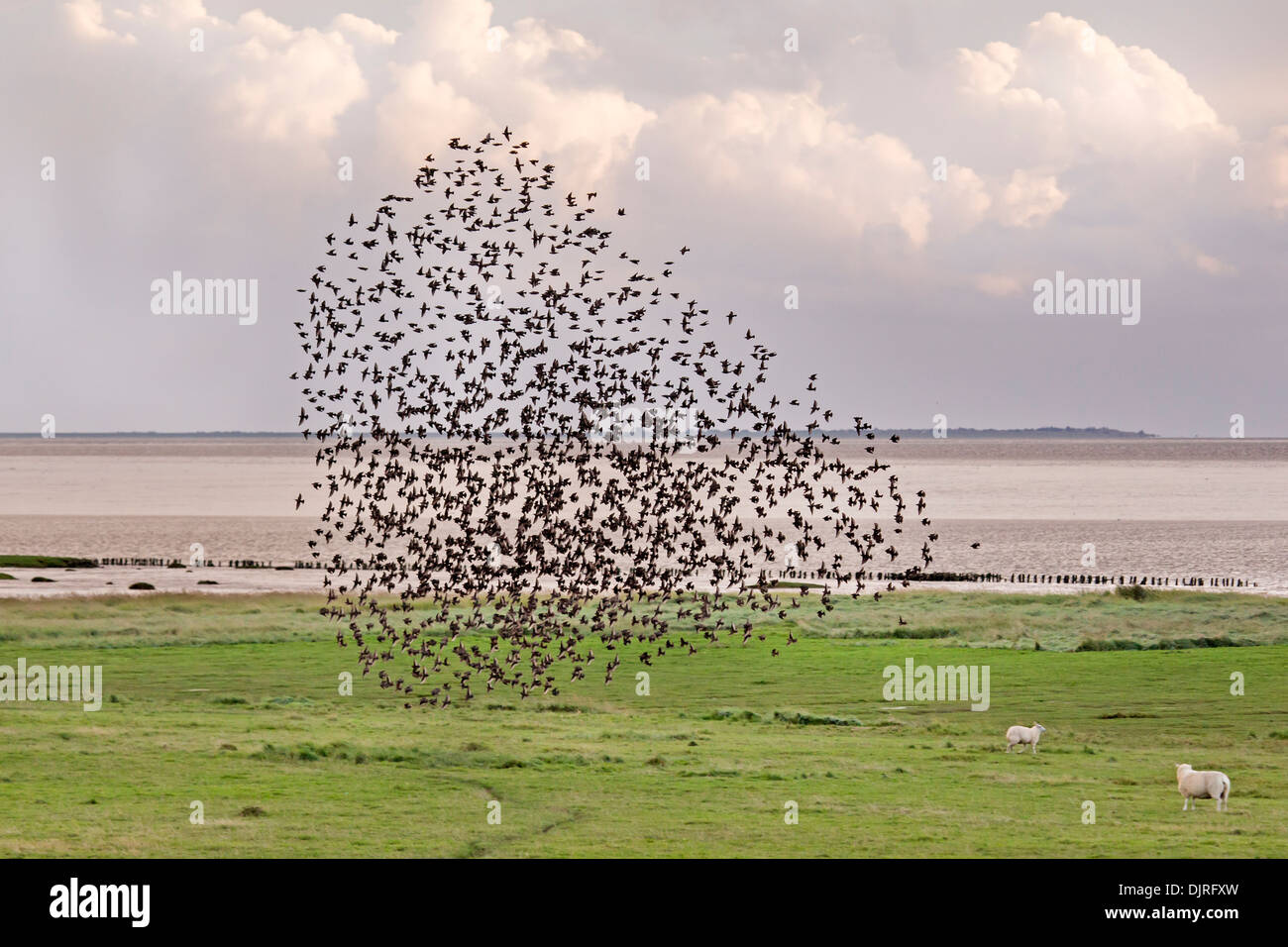 Starling swarm sturnus vulgaris hi-res stock photography and images - Alamy