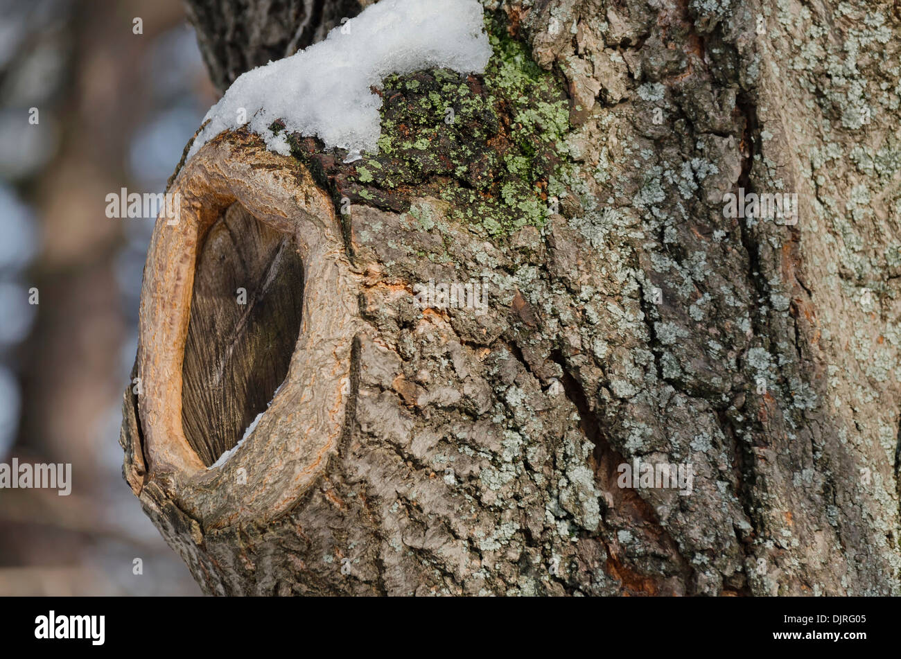 Tree trunk hollow hi-res stock photography and images - Alamy