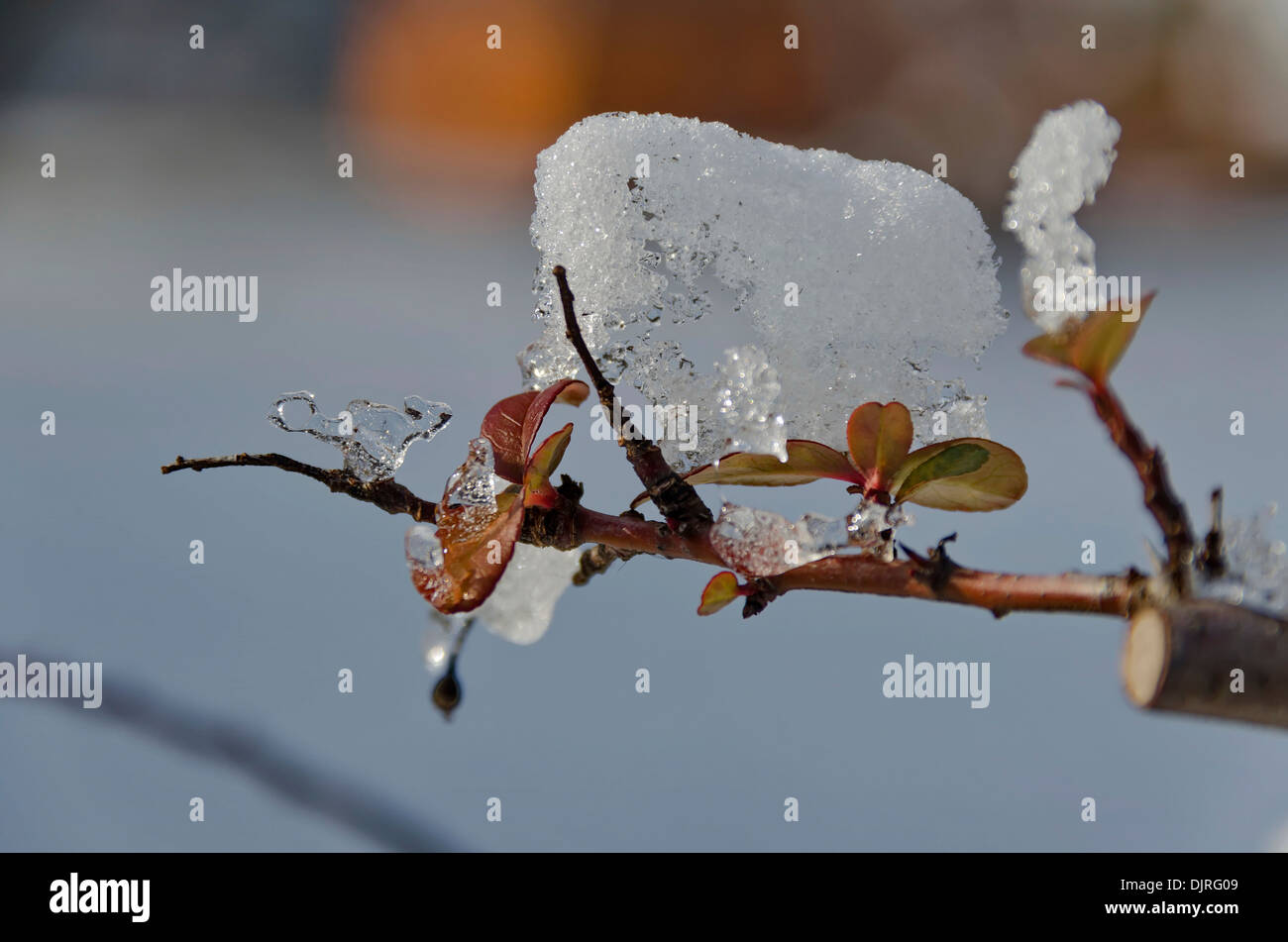 Small twigs with snow in a sunny day Stock Photo - Alamy