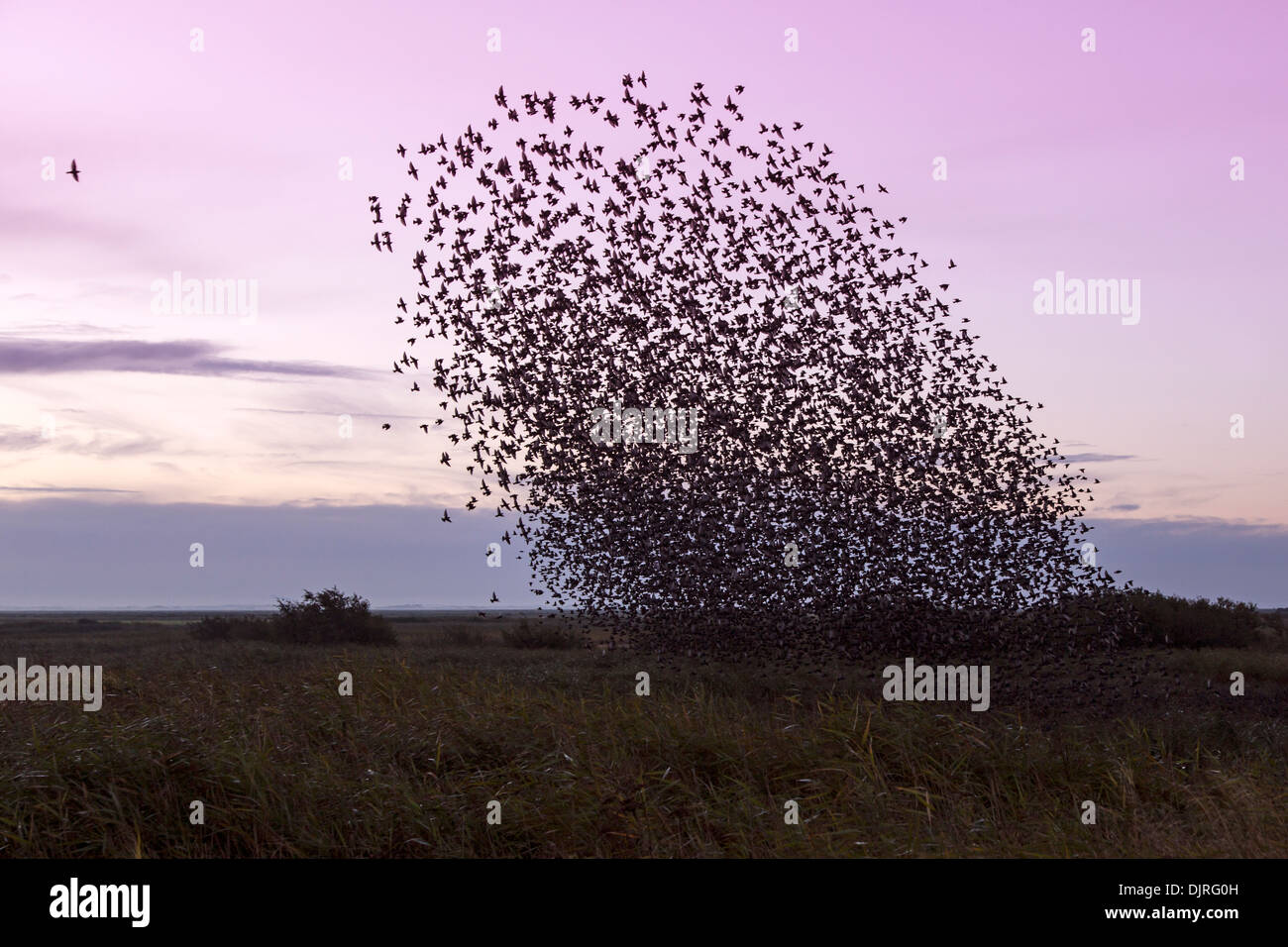 Starlings bird birds flock fly flight swarm covey hi-res stock ...