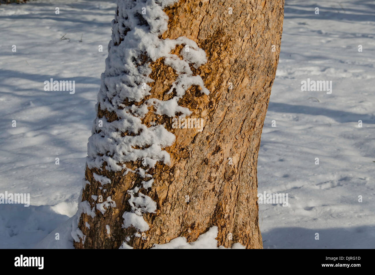 Tree trunk with snow Stock Photo - Alamy
