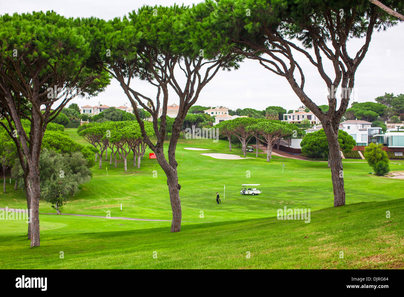 Perfect Green grass on a golf field Stock Photo - Alamy