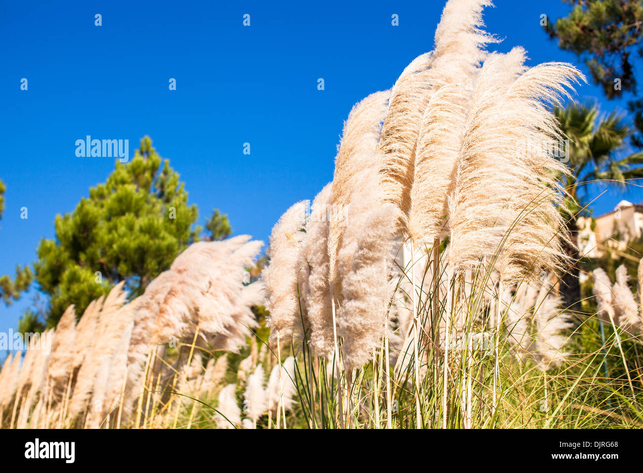 High fat white canes background the blue sky Stock Photo - Alamy
