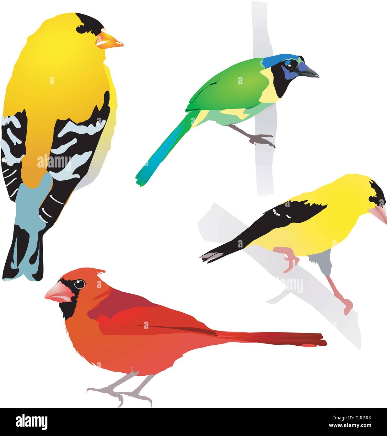 Collection of birds. Vector. EPS10 Stock Vector Image & Art - Alamy