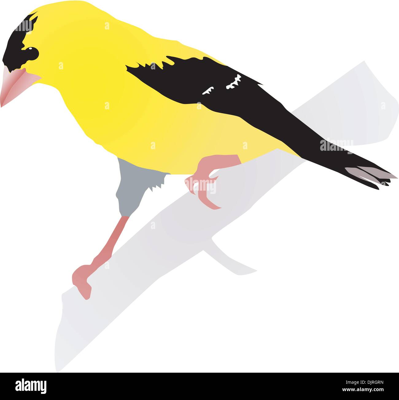 Beautiful yellow bird. Vector Stock Vector Image & Art - Alamy