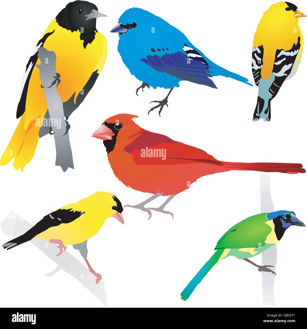 Collection of birds. Vector EPS10 Stock Vector Image & Art - Alamy