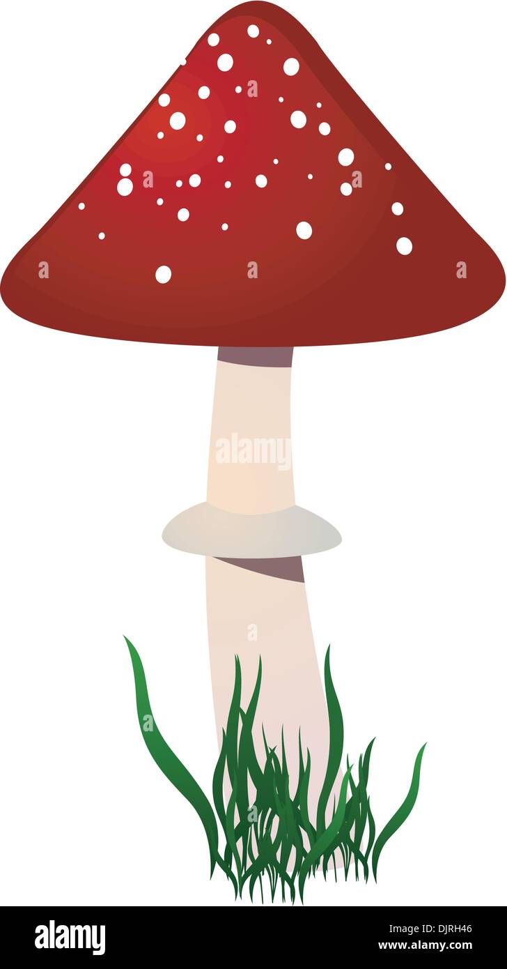 Amanita parcivolvata Stock Vector Images - Alamy