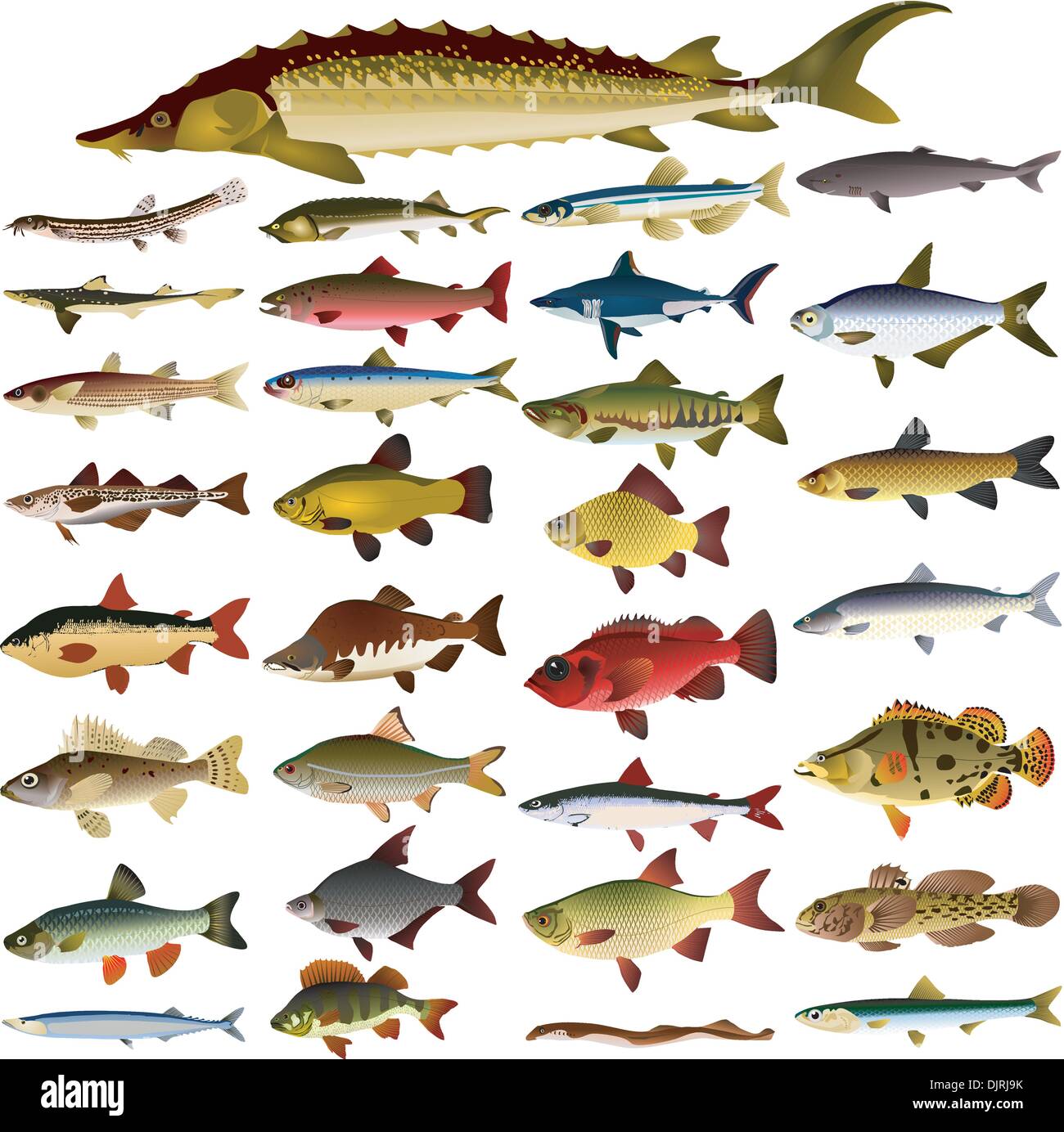 collection of vector images of fish Stock Vector Image & Art - Alamy