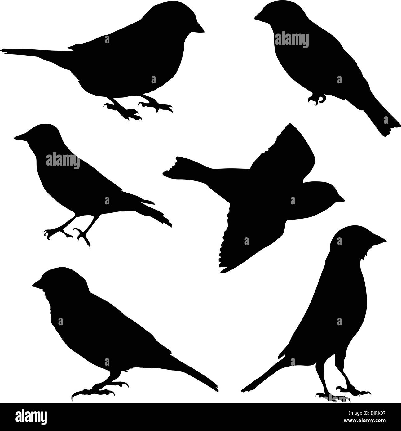 Sparrow bird perching on Cut Out Stock Images & Pictures - Alamy