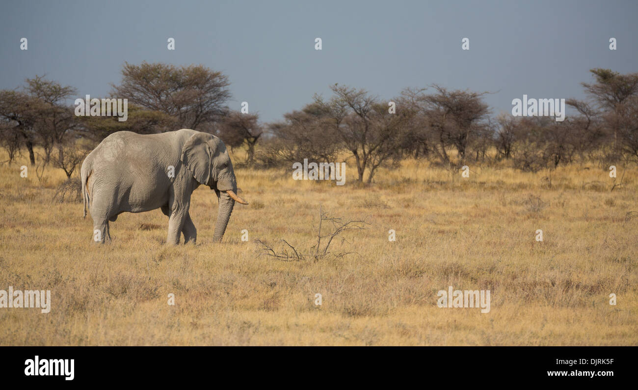 Proboscises hi-res stock photography and images - Alamy