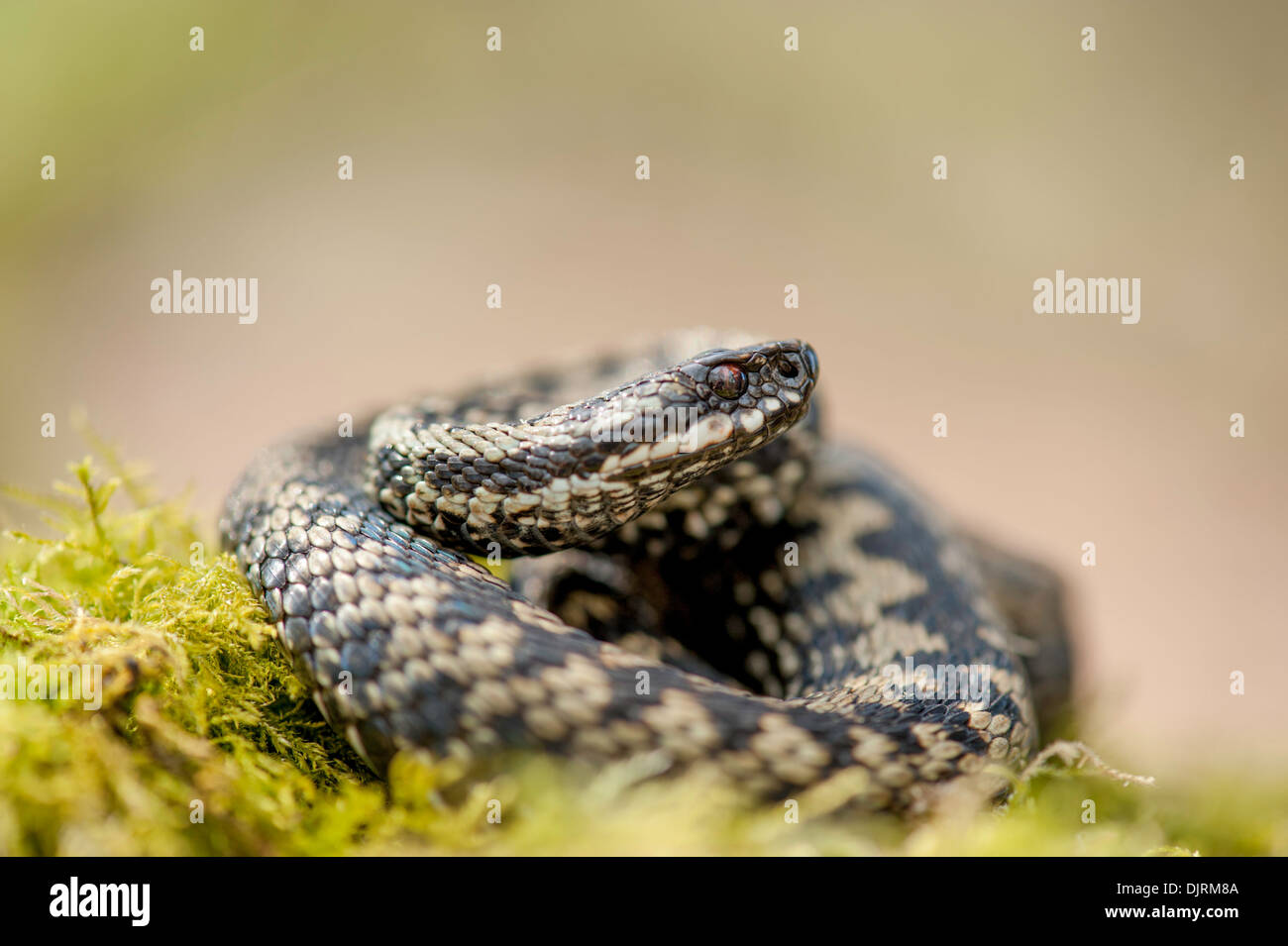 Curled snakes hi-res stock photography and images - Alamy