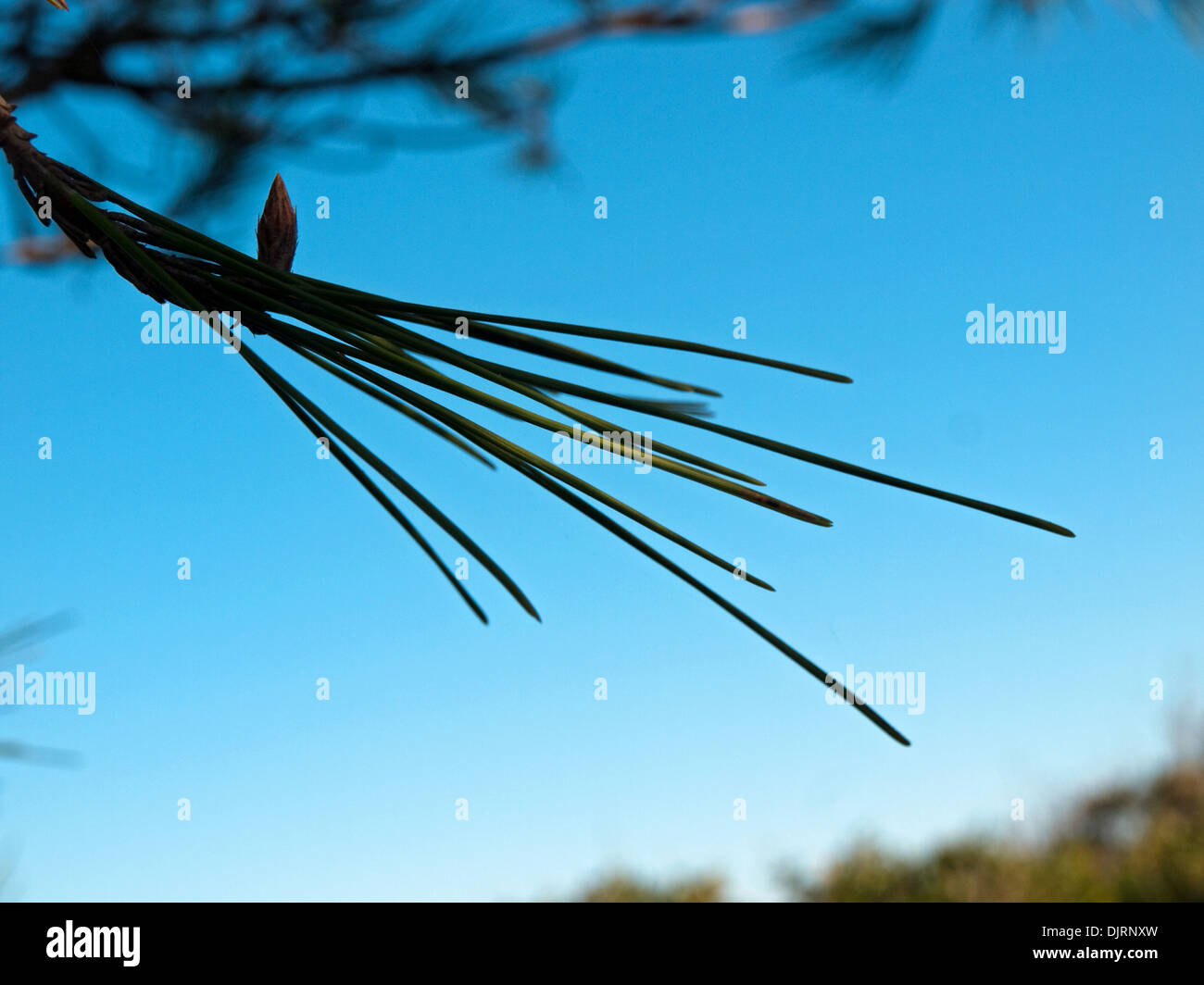 Pine needles on blue hi-res stock photography and images - Alamy