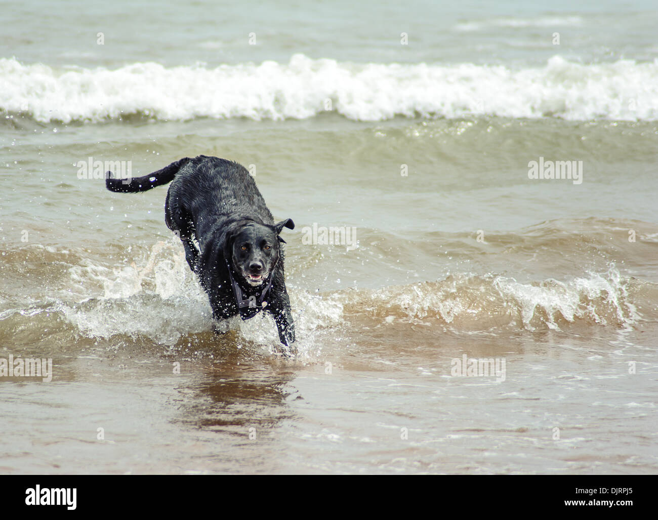 Dog running playing enjoying the sea and beach Stock Photo - Alamy