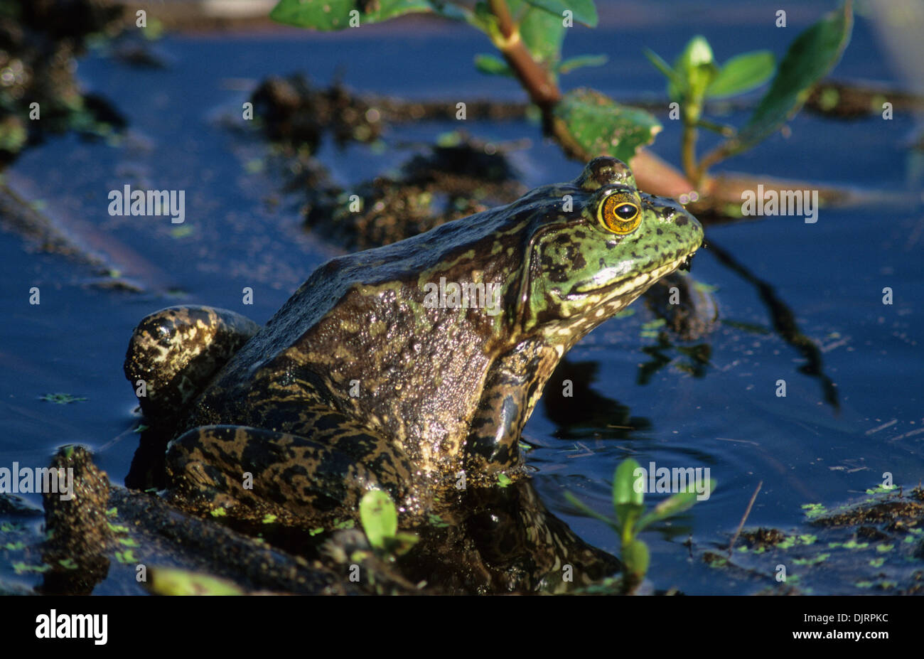 BULLFROG (Rana catesbeina) Anahuac National Wildlife Refuge Texas USA ...