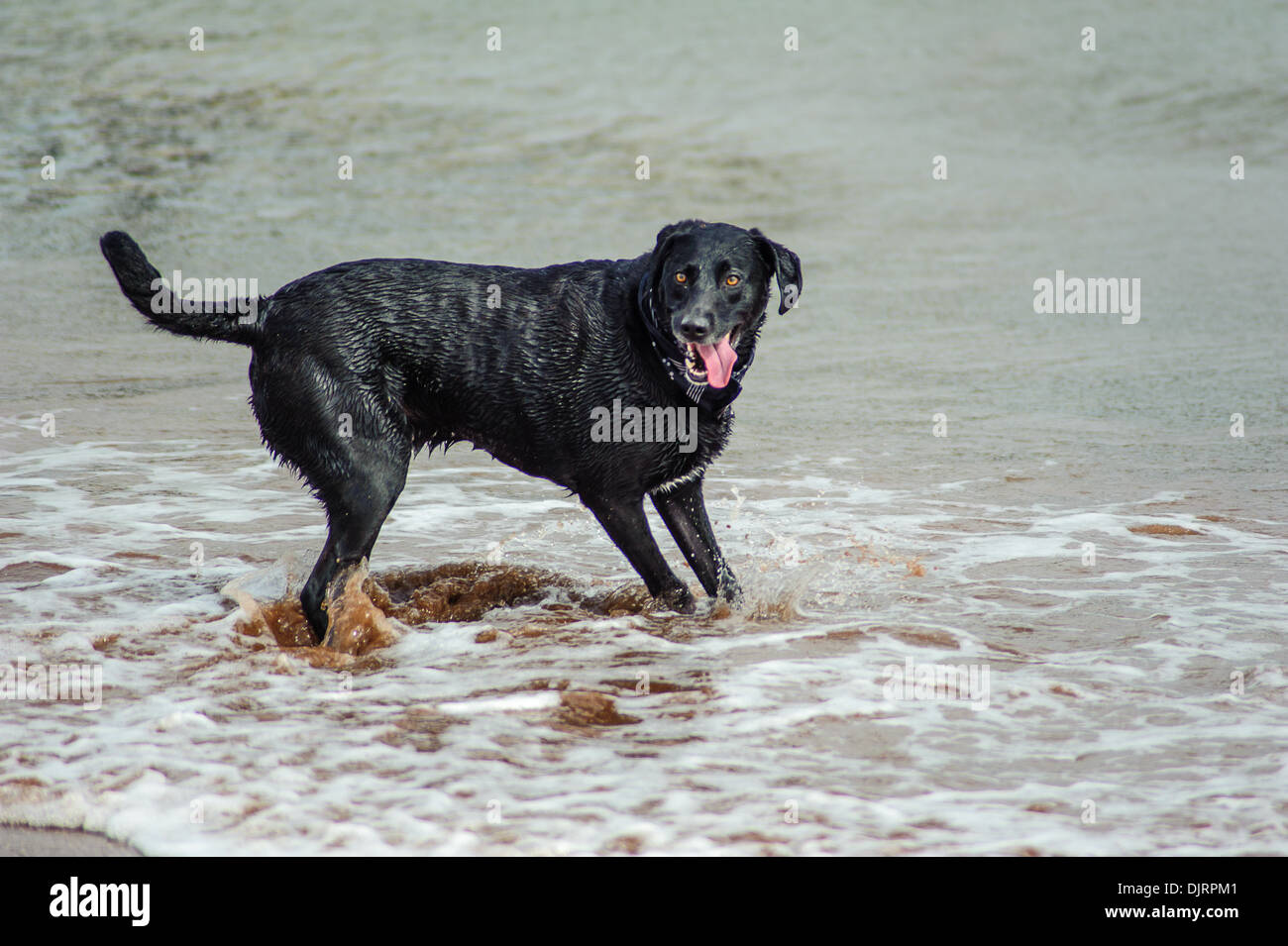Beach sea dog hi-res stock photography and images - Alamy