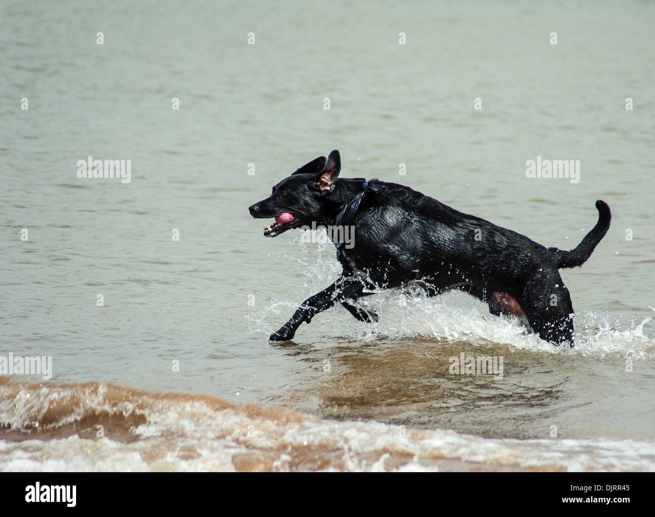 Dog running playing enjoying the sea and beach Stock Photo - Alamy