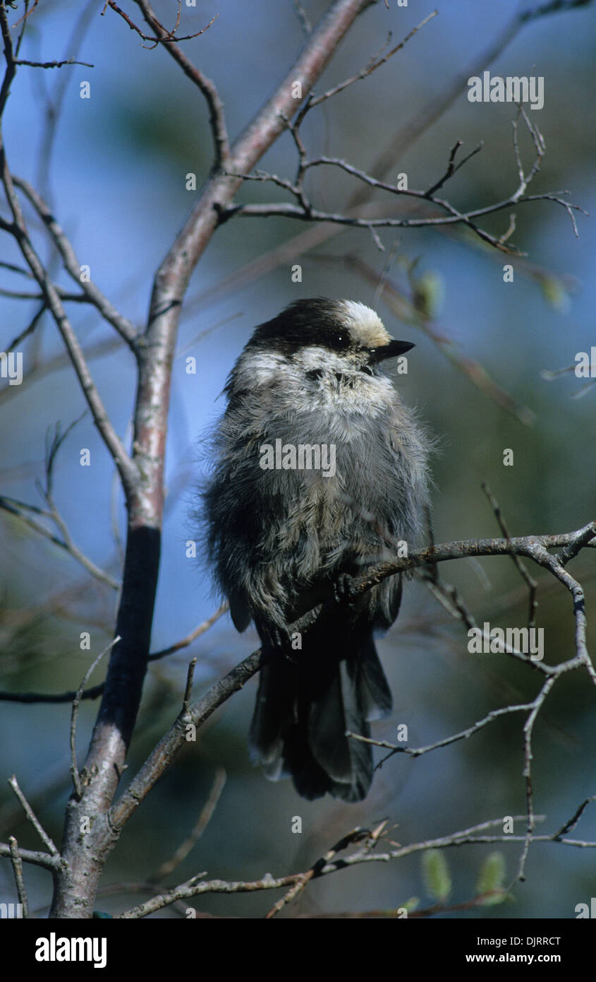 CANADA JAY (Perisoreus canadensis) adult Churchill Manitoba Canada ...