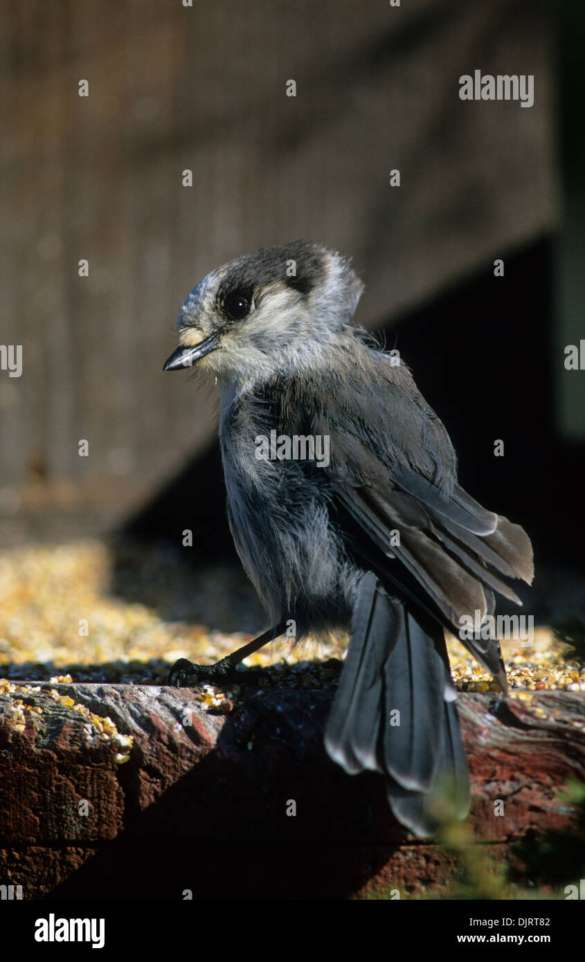 CANADA JAY (Perisoreus canadensis) adult feeding on bird table ...