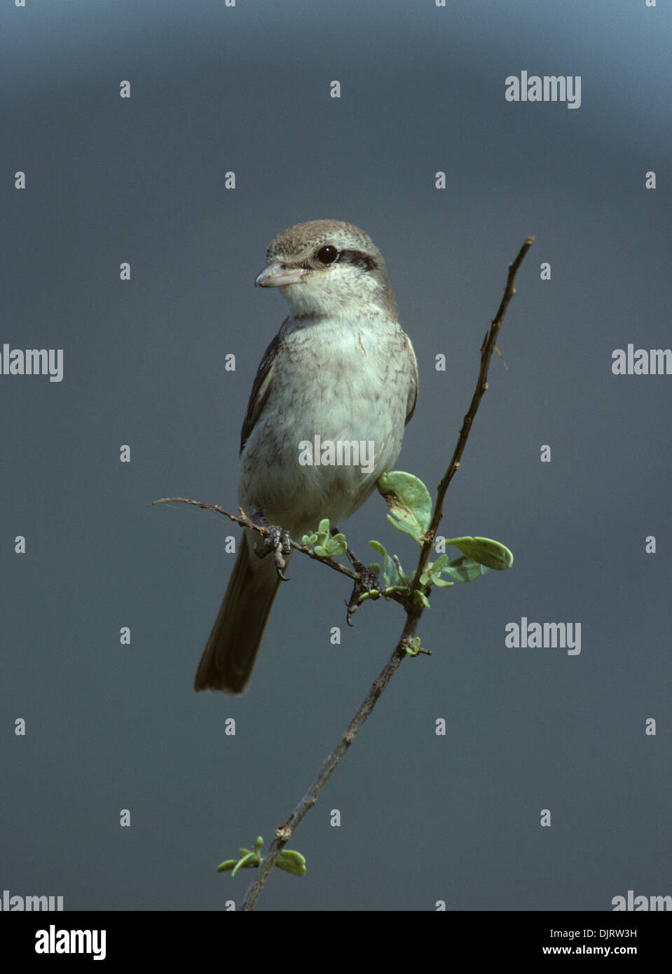 ISABELLINE SHRIKE (Lanius isabellinus) 1st winter immature Samburu Game ...