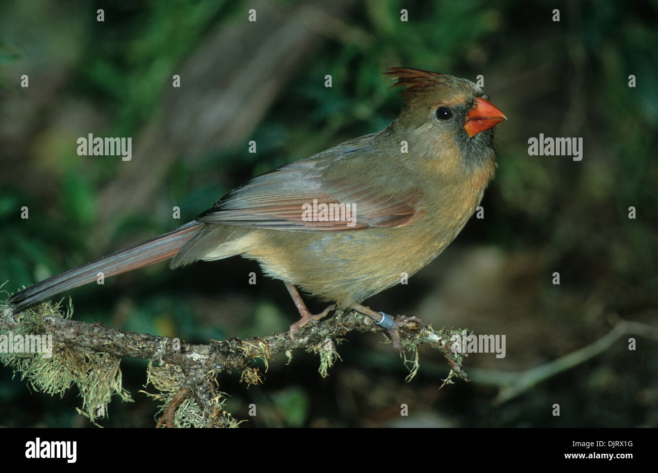 NORTHERN CARDINAL (Cardinalis cardinalis) adult female Louis Smith ...
